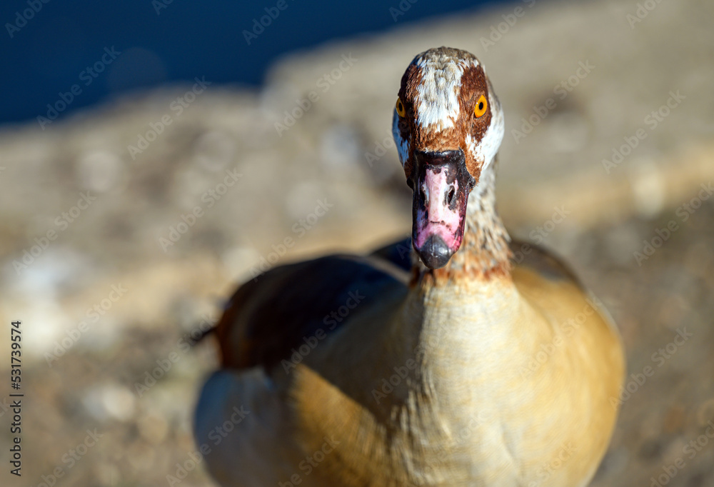 Egyptian goose in Kelsey Park, Beckenham, London. The Egyptian goose is ...