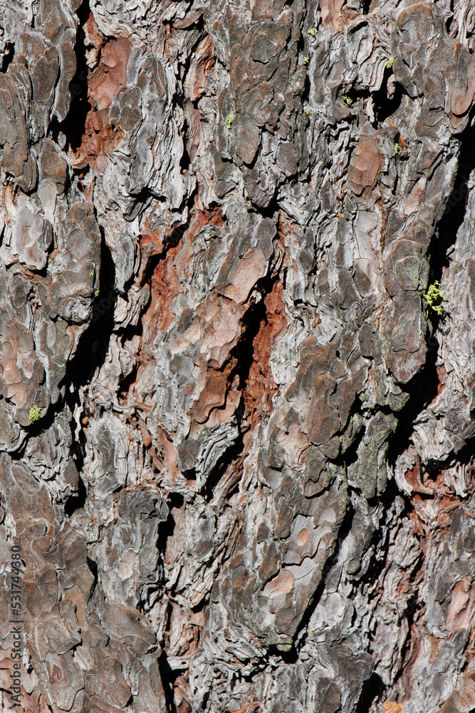 Aging gray-brown plated scaly furrowed ridge bark of Pinus Lambertiana ...