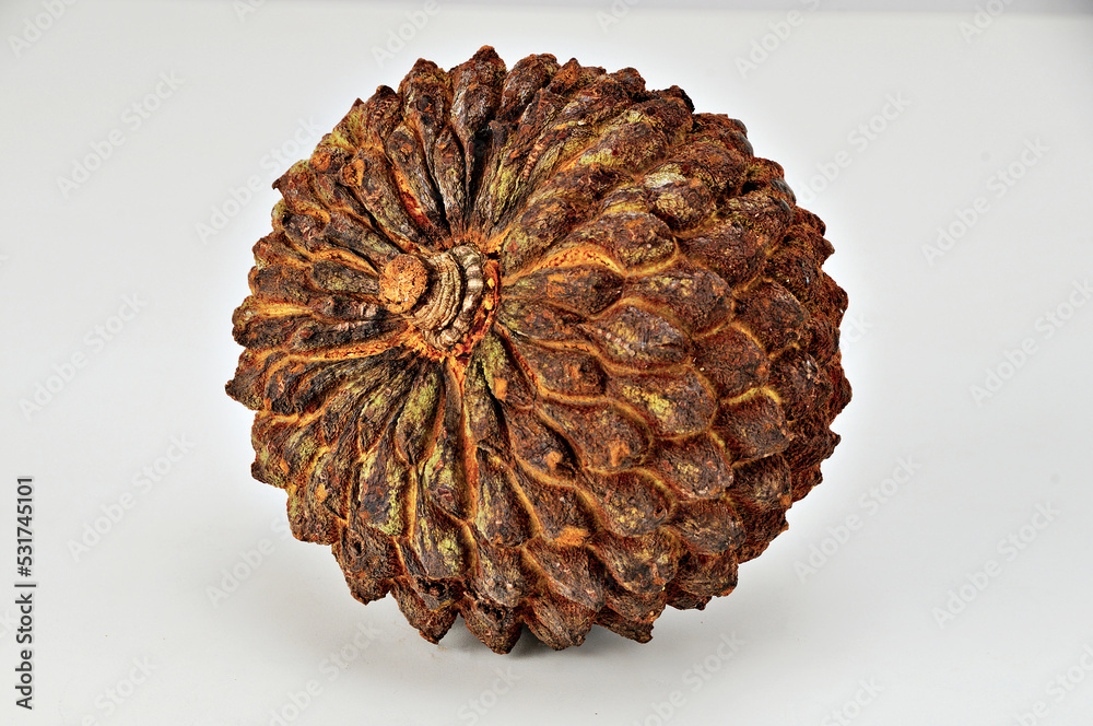 Marolo, araticum ou fruto bruto . Fruto tropical dos habitantes ...