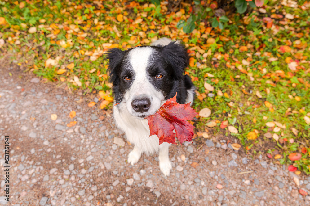 Funny puppy dog border collie with orange maple fall leaf in mouth ...