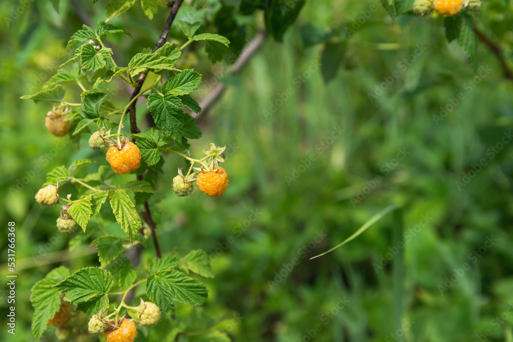 Fotka „yellow raspberries ripening on a bush in the garden. Raspberry ...