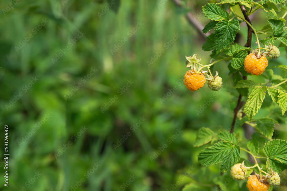 yellow raspberries ripening on a bush in the garden. Raspberry (Latin ...