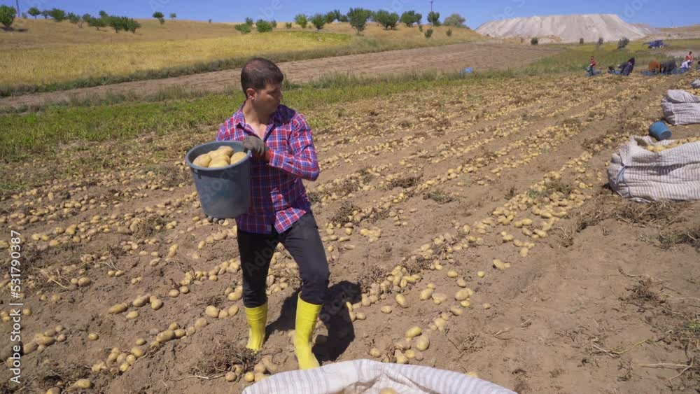 Workers in the potato field are picking potatoes. Workers working in ...