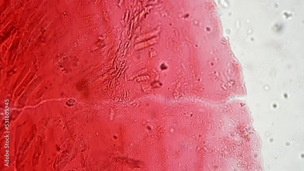 Fish scale microscopic sample 400x whole mount filmed by special lab ...