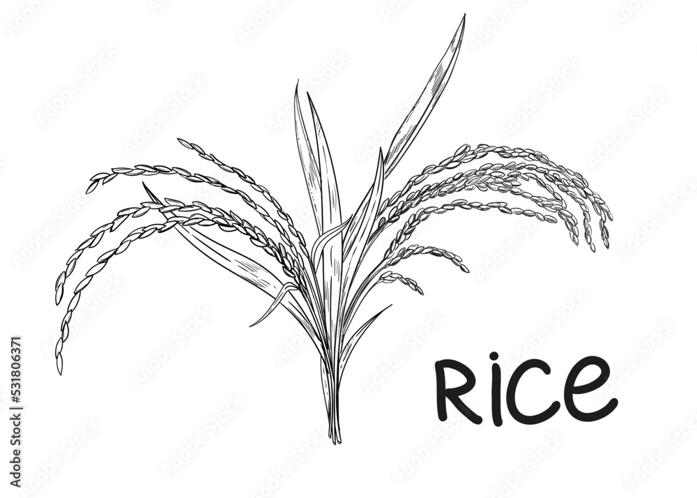 Hand drawn sketch black and white of rice plant, ear, leaf, grain ...