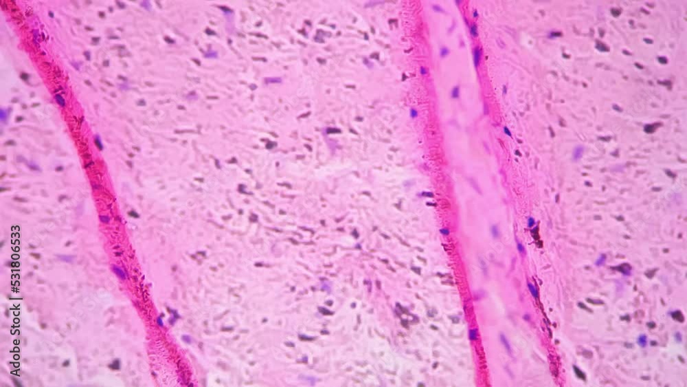 Dense connective tissue tendon L.S. under microscope 400x magnification ...