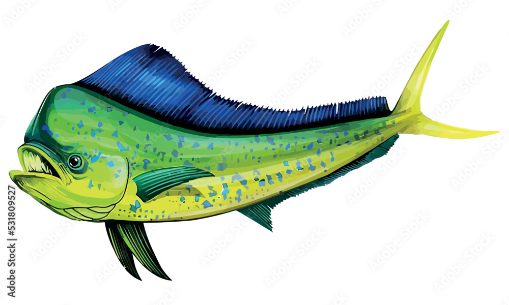 Mahi Mahi multicolor Coryphaena Dolphin Fishing Vector Fish ...