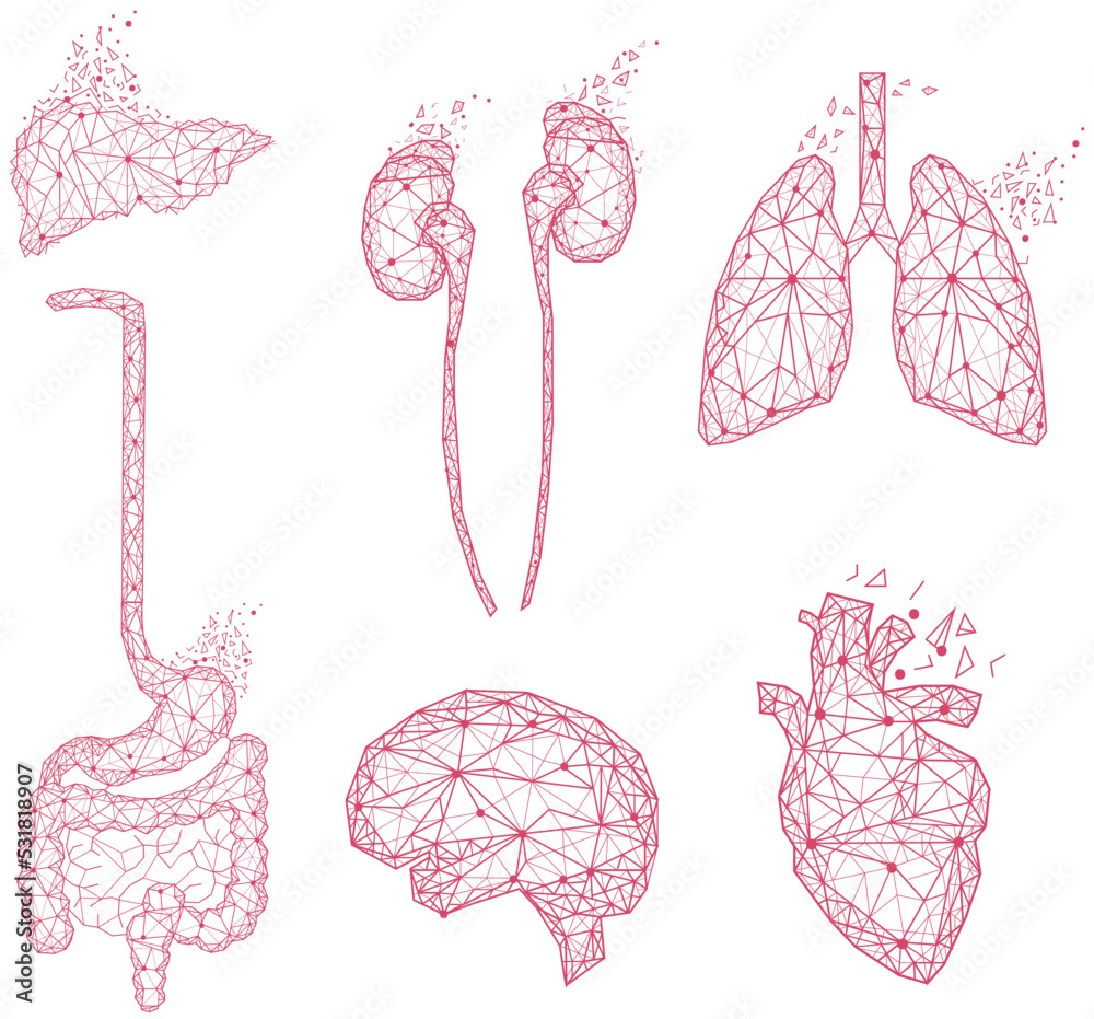 Set of polygonal human organs made of red lines and dots. Medical research of human body ...