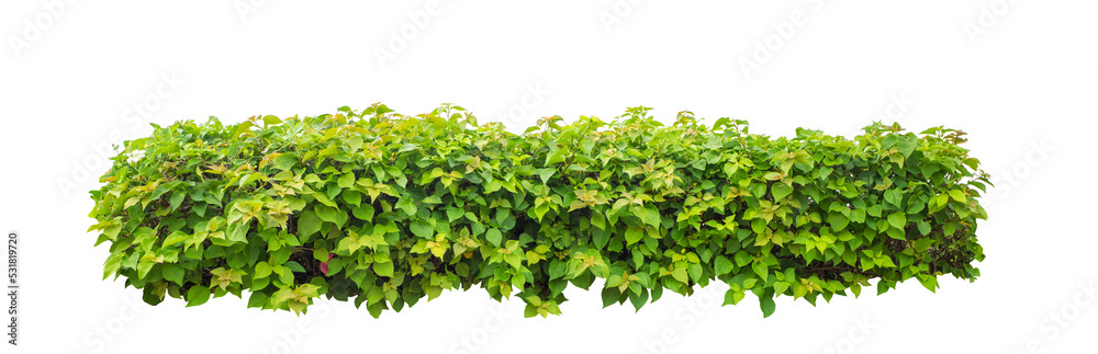 Shrubs isolated on transparent background with clipping path and alpha ...