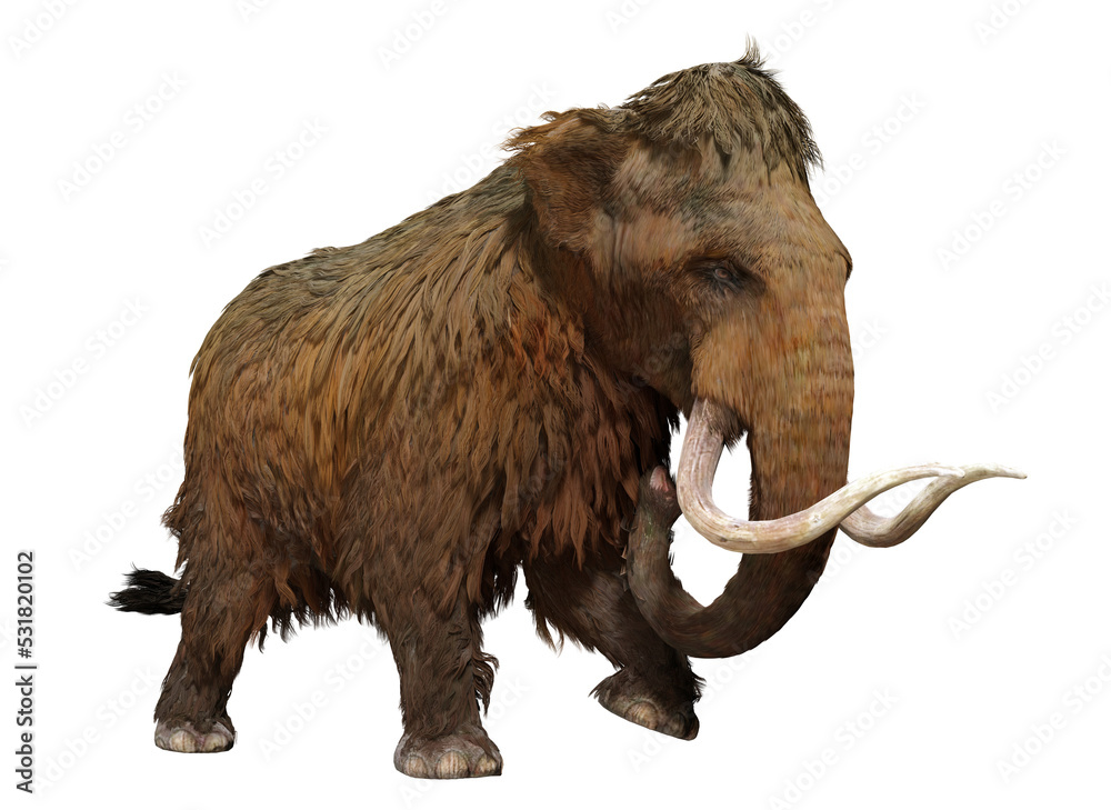 A 3D illustration front view of a Woolly Mammoth with transparent ...