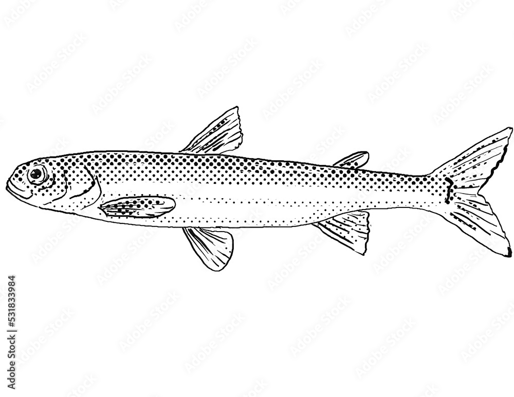 Cartoon style line drawing of a pygmy smelt or Osmerus spectrum a ...