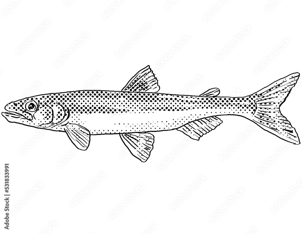 Cartoon style line drawing of a rainbow smelt or Osmerus mordax a ...