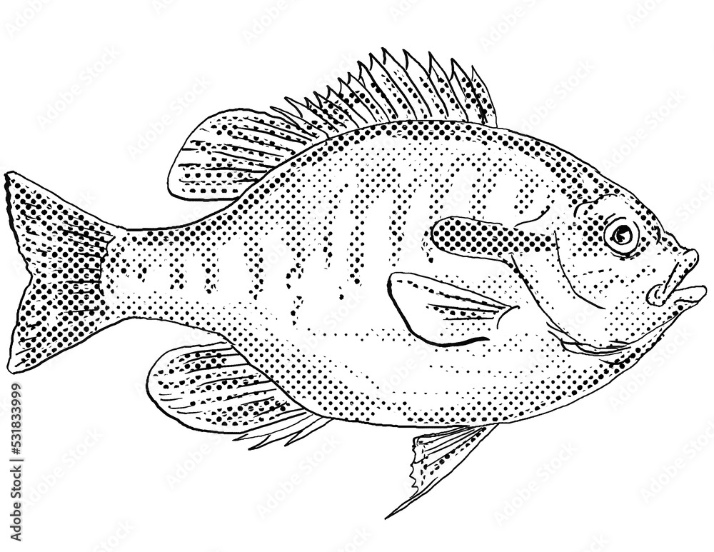 Cartoon style line drawing of a Redbreast sunfish or Lepomis auritus a ...