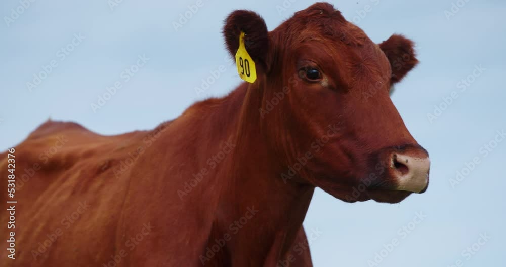 Close Up Of A Beefmaster Cow's Face With Ear Tag Camera Tilting Up in ...