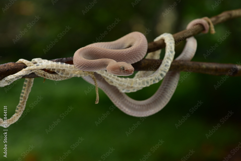 Trimeresurus purpureomaculatus is a venomous pit viper species native ...