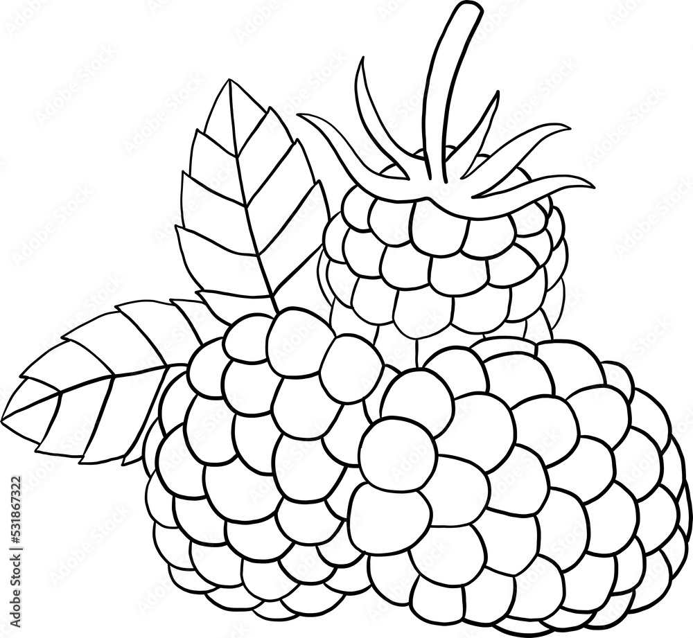 doodle freehand outline sketch drawing of raspberry fruit. Stock ...