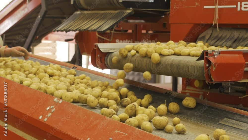 Potato harvest. The potatoes transferred by conveyor belts are ...