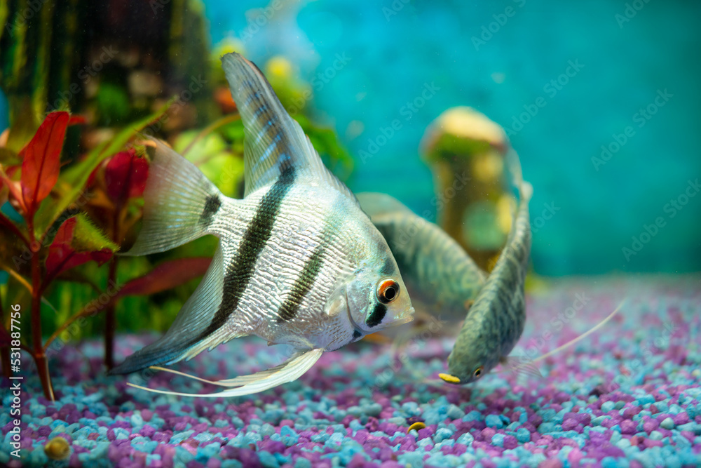 Opaline gourami and silver angelfish, feeding tropical fish in a home ...