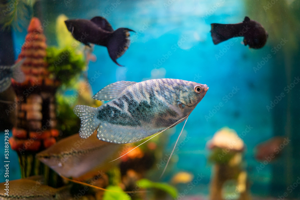 Opaline gourami, trichopodus trichopterus, fish in a home aquarium ...