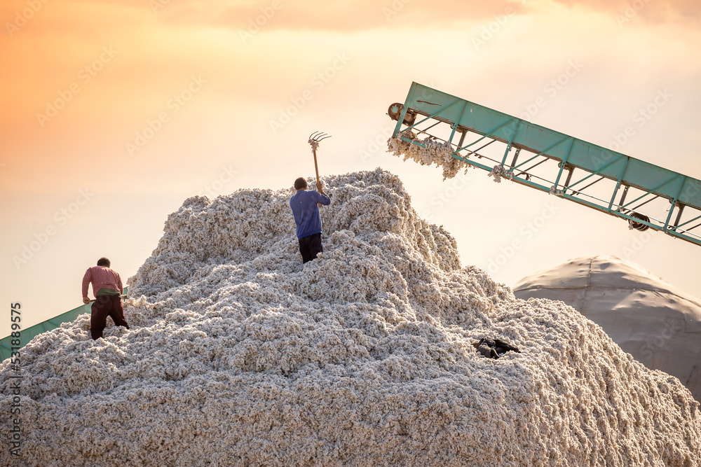 Cotton picking. Cotton growing and ginning industry. Men with the help ...