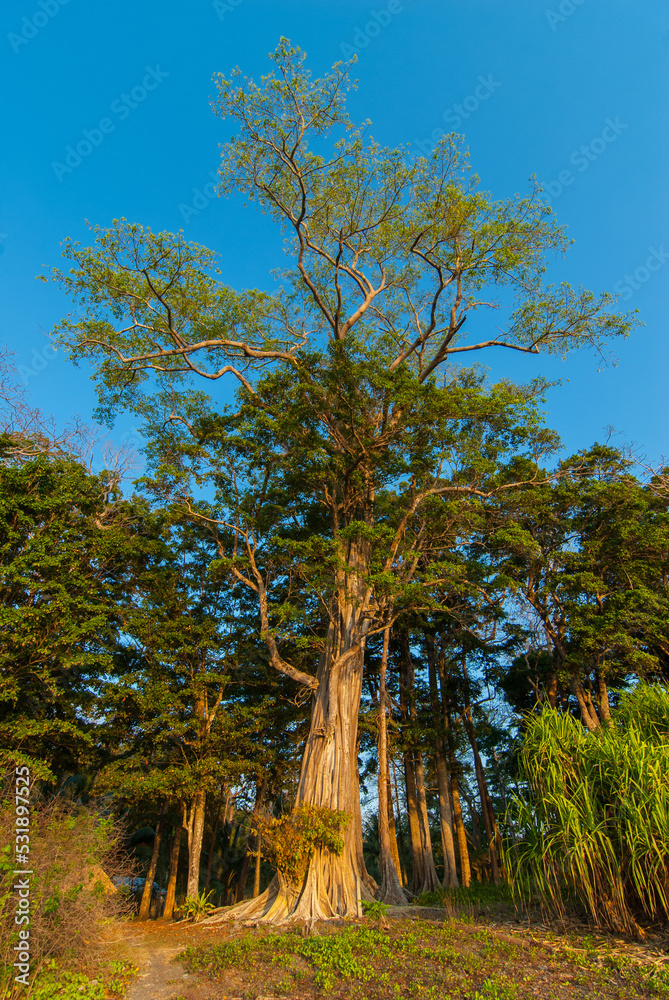 Pterocarpus dalbergioides (narra tree) on Andaman Islands. Stock Photo ...