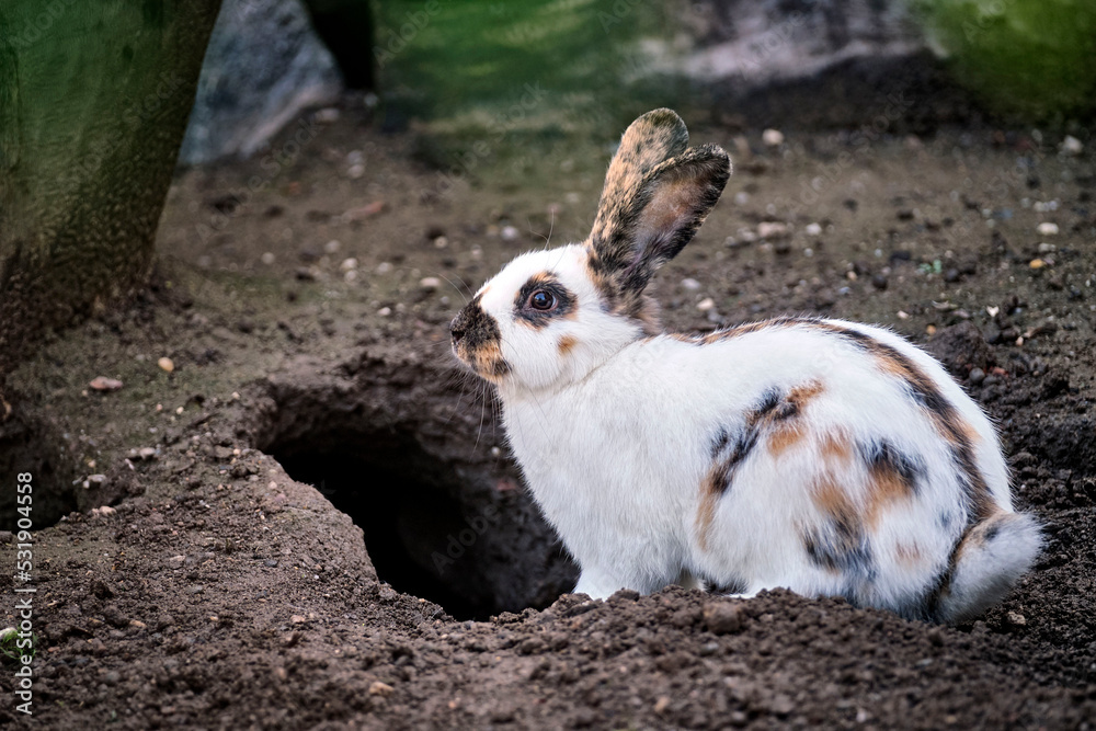 Hauskaninchen - Rheinische Schecke ( Oryctolagus cuniculus forma ...