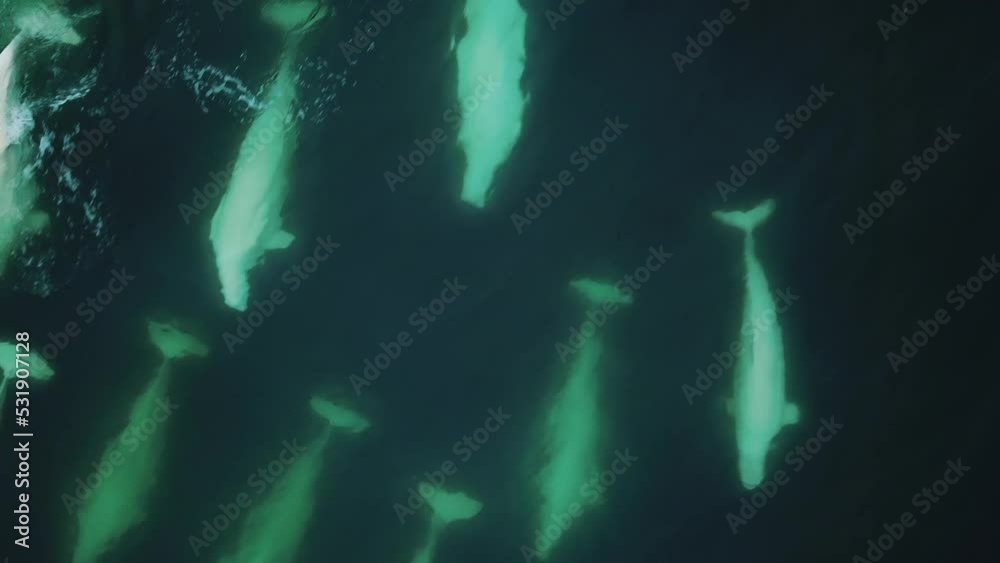 Giant pod of beluga whale (white whale) swimming in Arctic ocean ...