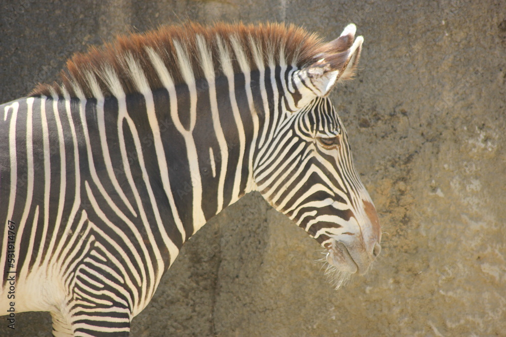 zèbre Stock Photo | Adobe Stock