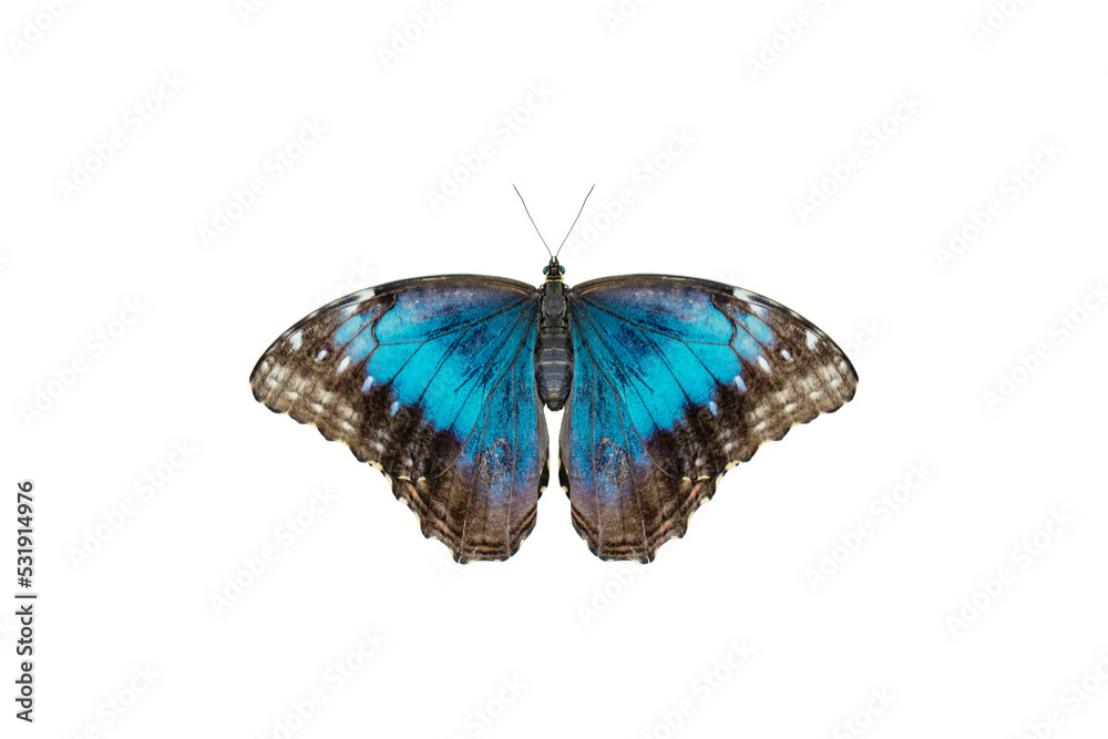 Beautiful blue tropical Morpho butterfly with wings spread and in ...