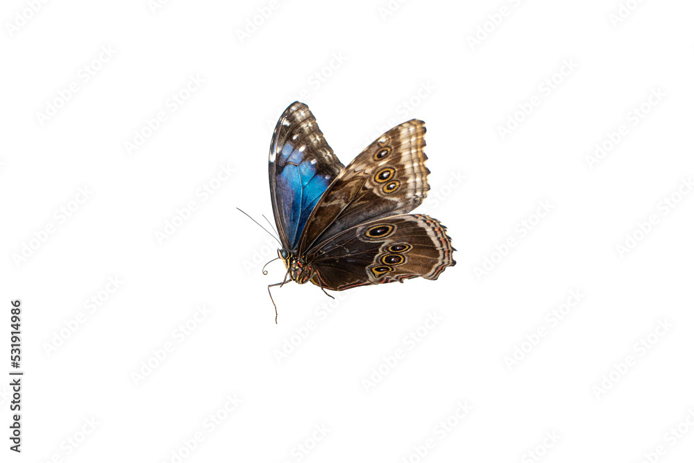 Beautiful blue tropical Morpho butterfly with wings spread and in ...