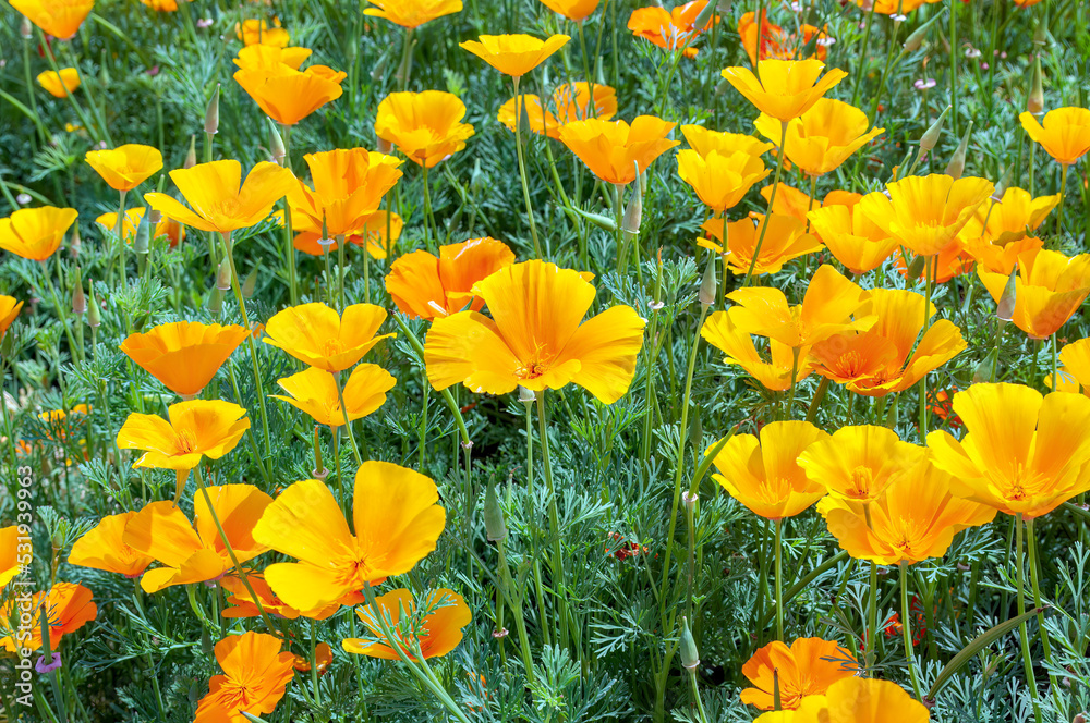 Mass planting background image of Eschscholzia californica also known ...