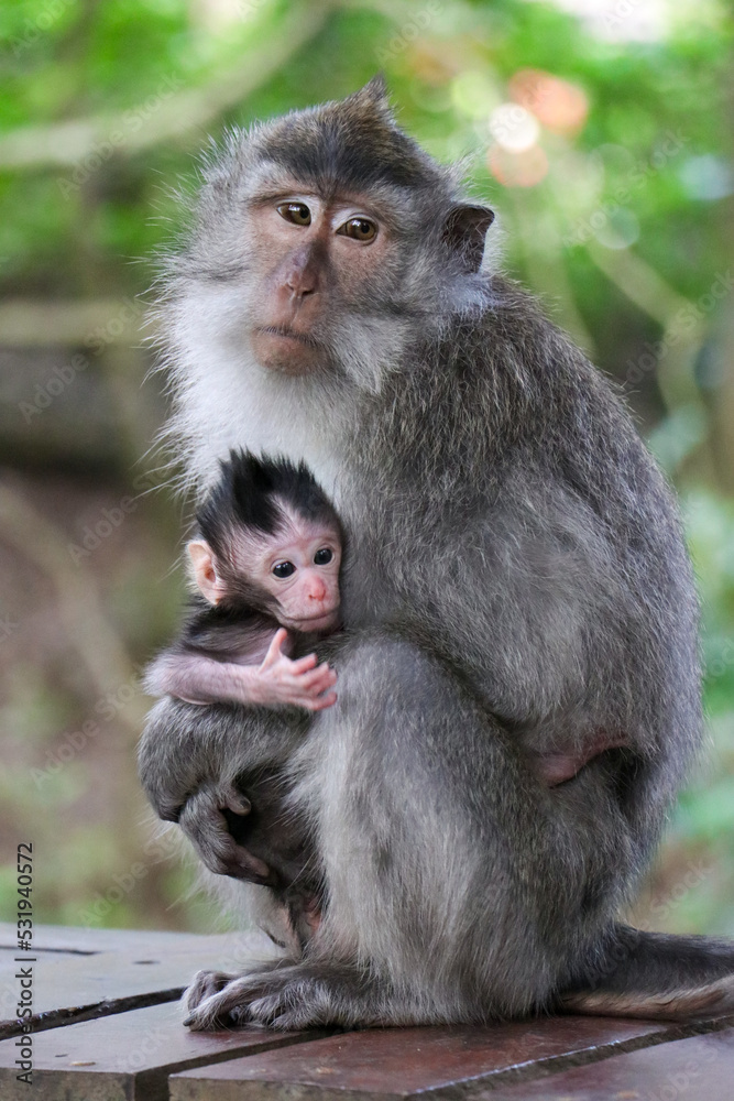 Mother monkey closely holding baby monkey in her arms in a tropical ...