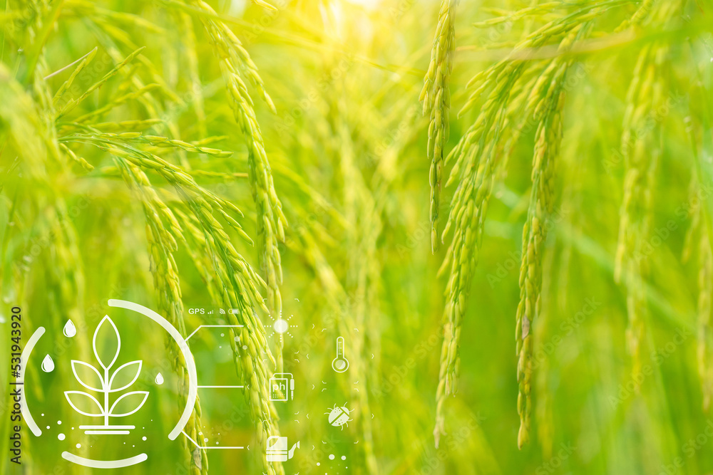 Smart agriculture with modern technology concept. Ears of rice in rice ...