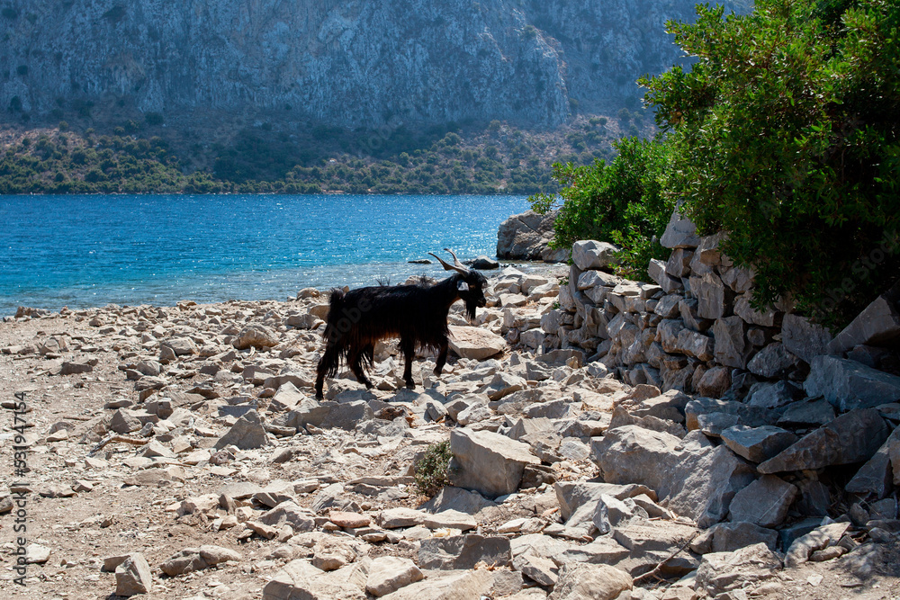 Curious goats. Wild goat staing on beach. Goats typical for ...