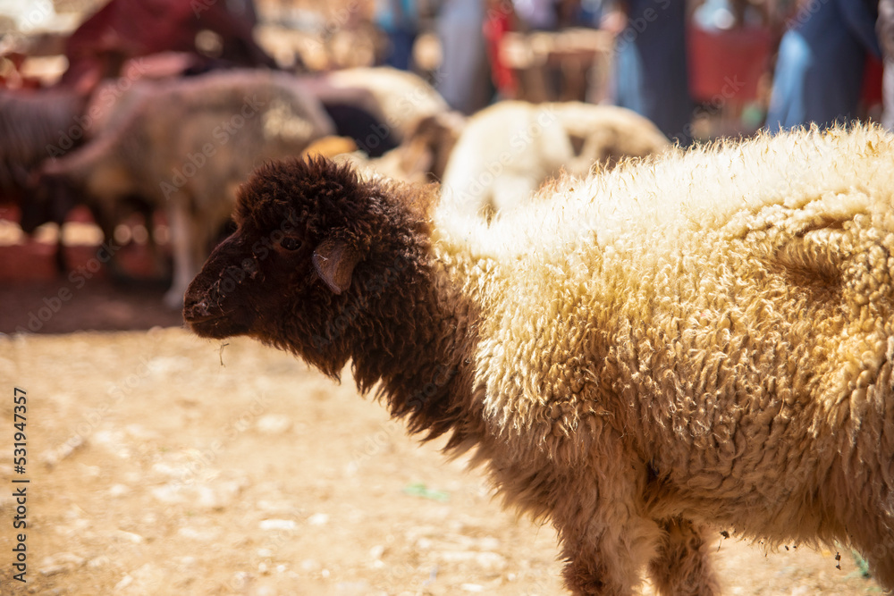 Sale of sheep for the feast of the lamb where a passage from the Bible ...