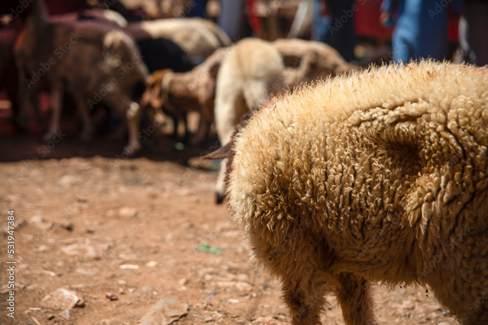 The Feast of the Lamb is intended to commemorate a passage from the ...