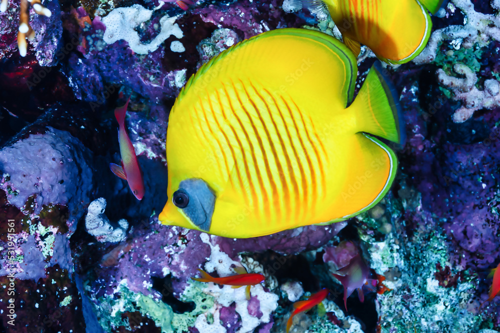 Yellow fish swimming in blue ocean water tropical under water. Scuba ...
