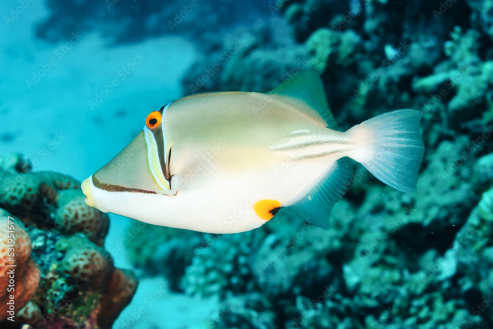 White fish swimming in blue ocean water tropical under water. Scuba ...