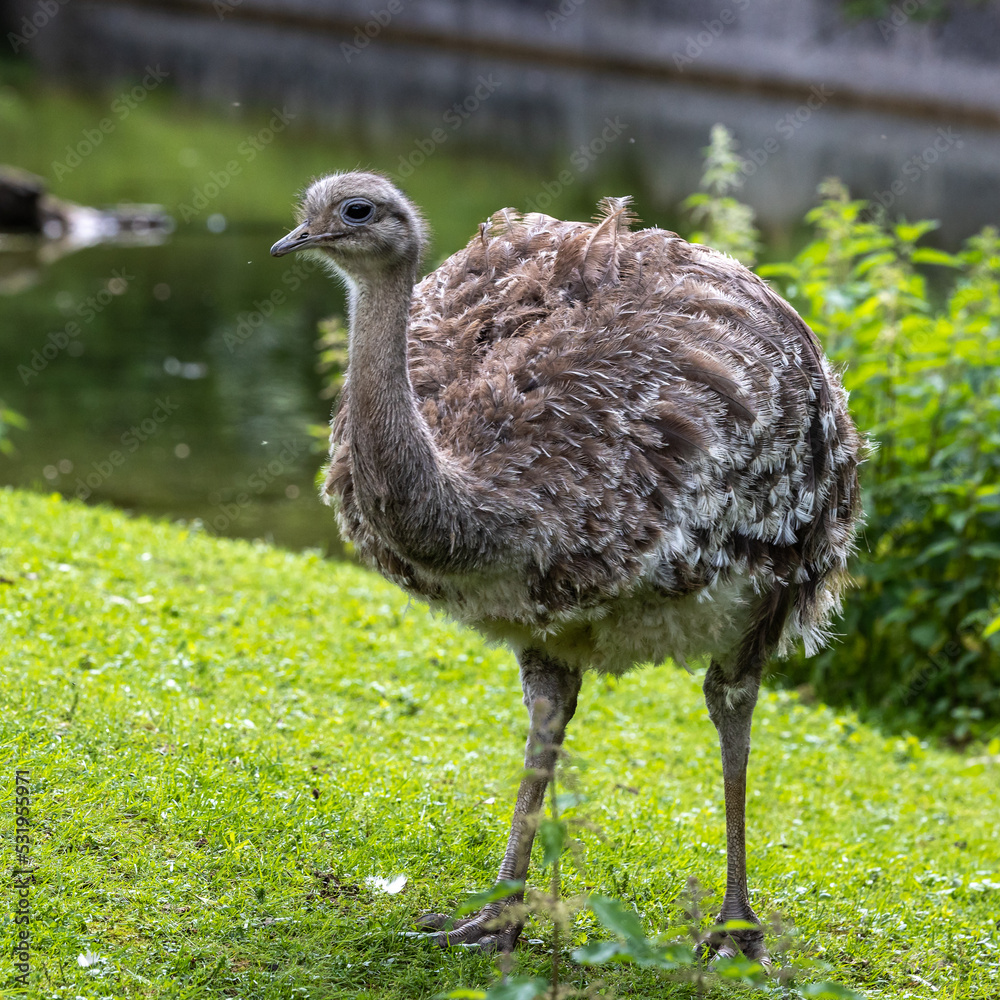 Darwin's rhea, Rhea pennata also known as the lesser rhea. Stock Photo ...