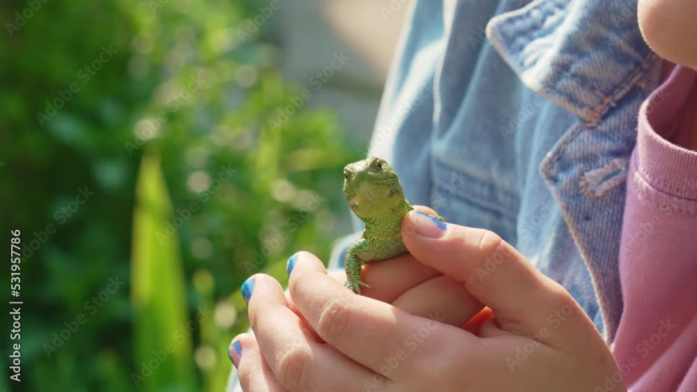 a little girl holding a small green lizard in her hands. lizards catch ...
