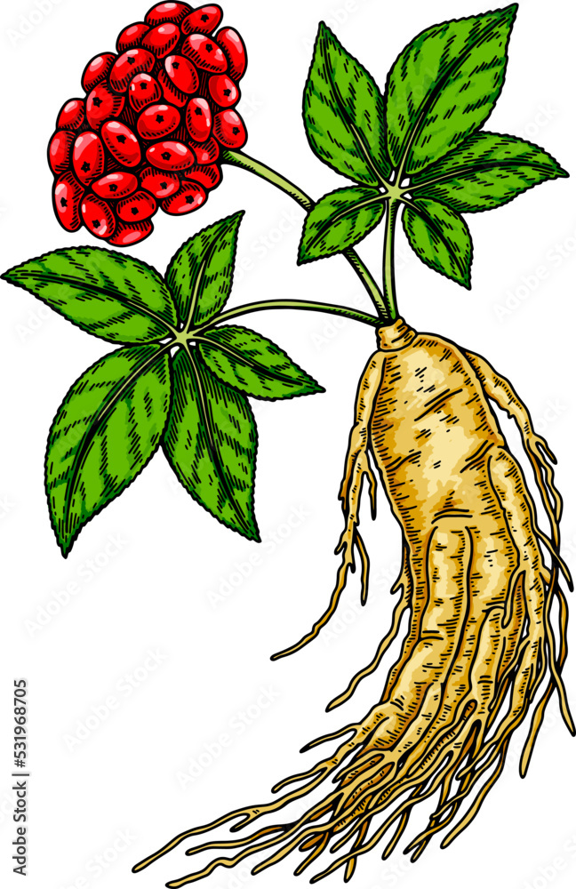 Hand drawn wild ginseng root with leaves and berries isolated on white ...