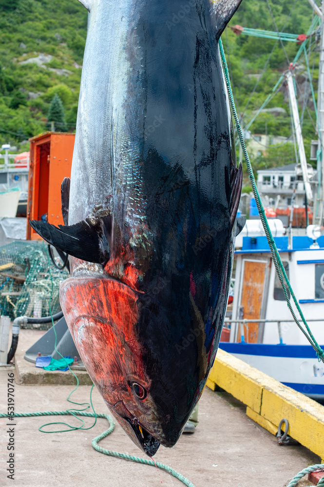 A large wild Atlantic bluefin tuna fish hanging from a pulley on a ...