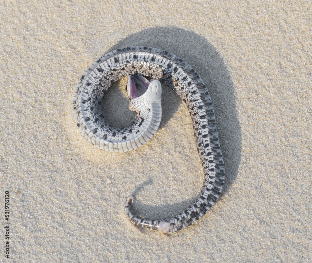 Female young wild southern hognose snake - heterodon simus - playing ...