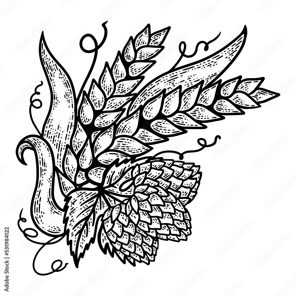 Hops and barley sketch engraving PNG illustration with transparent ...