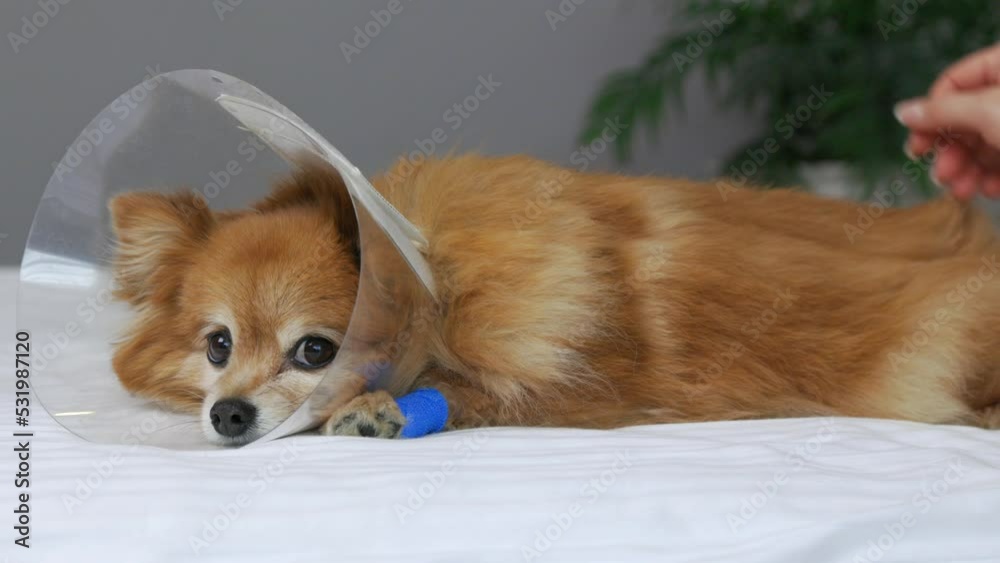 Vidéo Stock Sad dog of German Spitz breed lies resting in veterinary ...