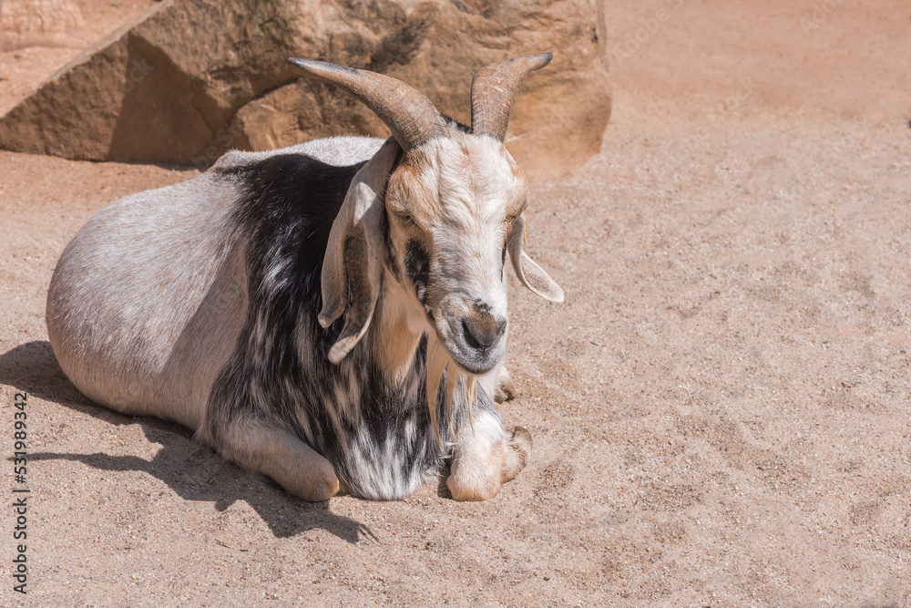Damara Goat, a Namibian breed of fat-tailed hair sheep Stock Photo ...