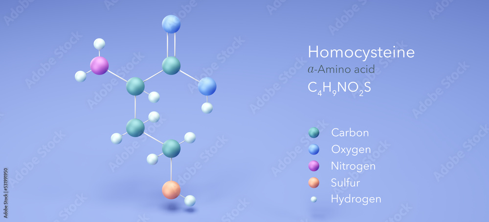 homocysteine, molecular structures, amino acid, ball and stick model 3d ...