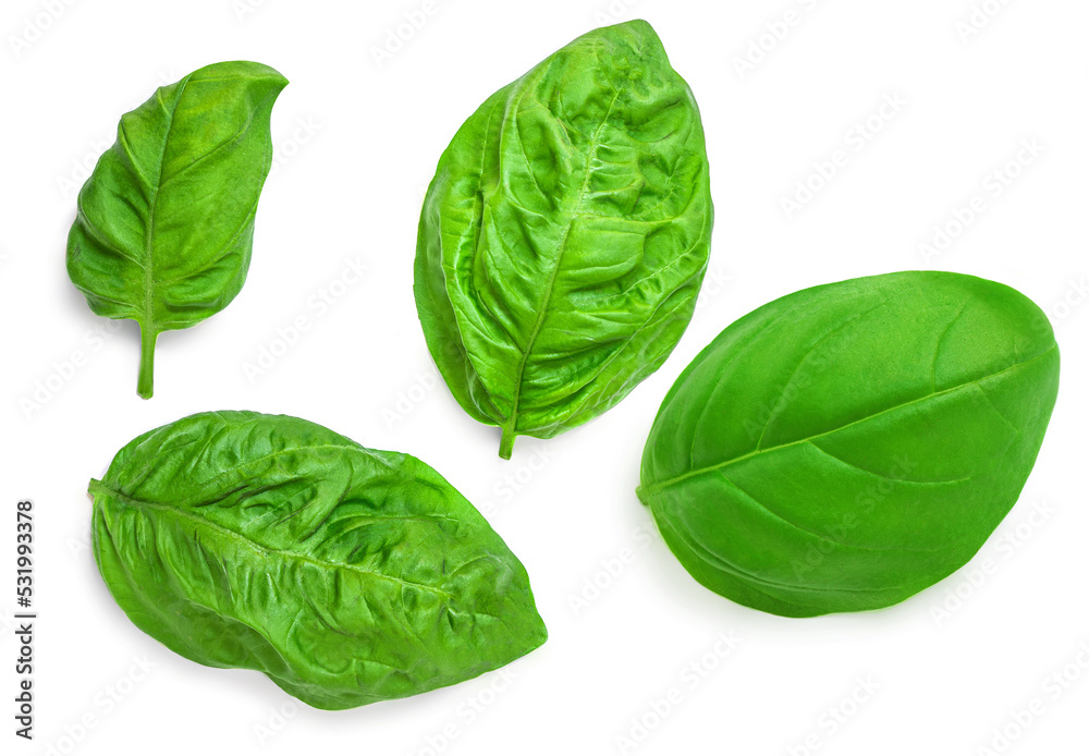 Basil leaf isolated on white background. Basil leaves collection ...