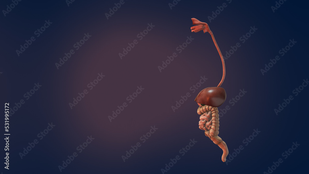 Anatomy of human digestive system 3D Stock Illustration | Adobe Stock