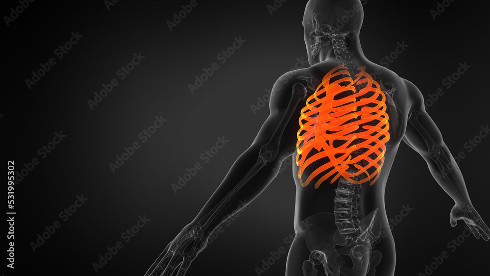 Human rib cage 3D illustration Stock Illustration | Adobe Stock